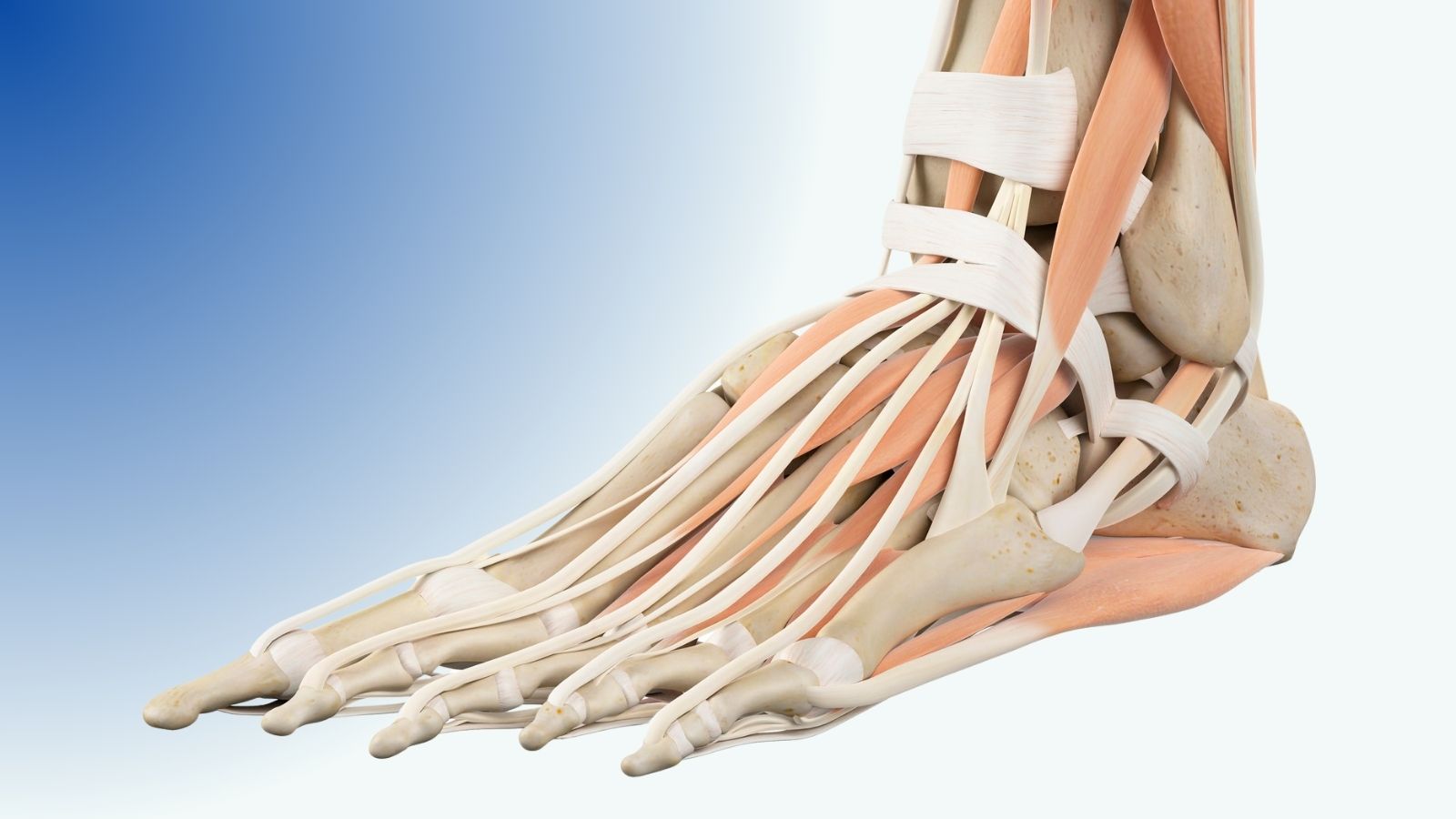Ayak Anatomisi – Kemikler, Eklemler, Kaslar, Sinirler - Prof. Dr. Murat ...